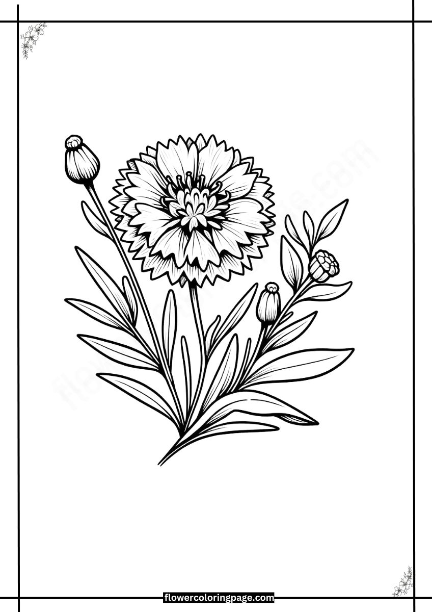 Free Bachelors Button Coloring Pages Printable Pdf Flower Coloring Page