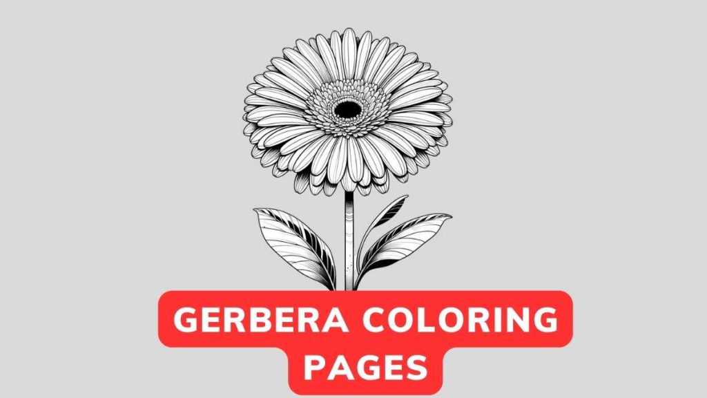 Free Gerbera Coloring Pages Printable PDF - Flower Coloring Page